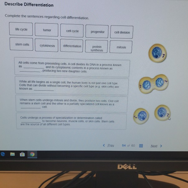 Solved Describe Differentiation Complete the sentences | Chegg.com