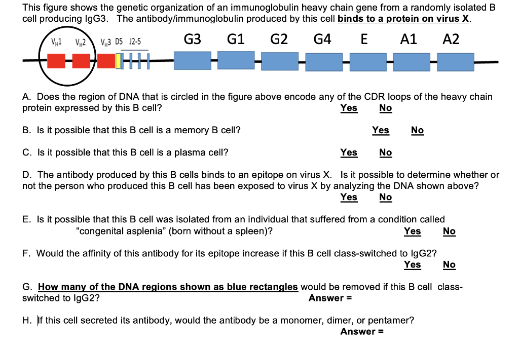 This figure shows the genetic organization of an | Chegg.com