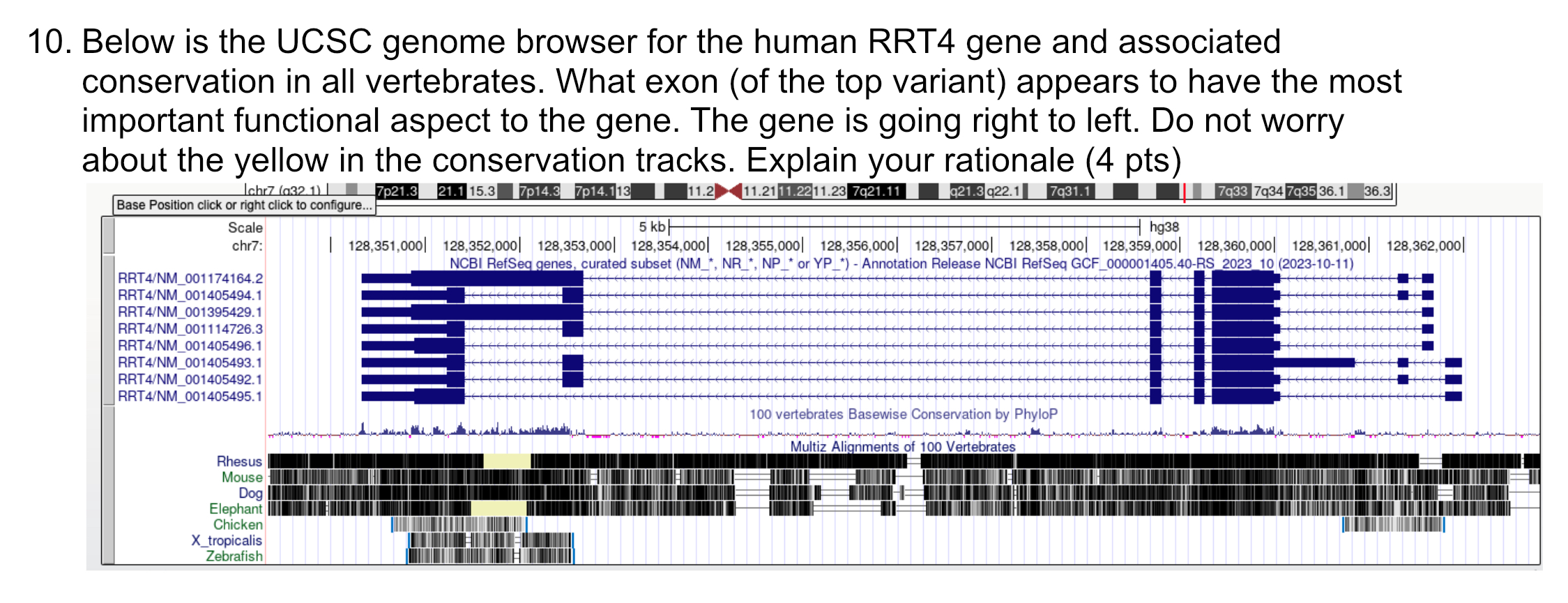 Solved Below is the UCSC genome browser for the human RRT4 | Chegg.com