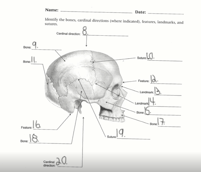 Solved Label the parts of the cranial skeleton using these | Chegg.com