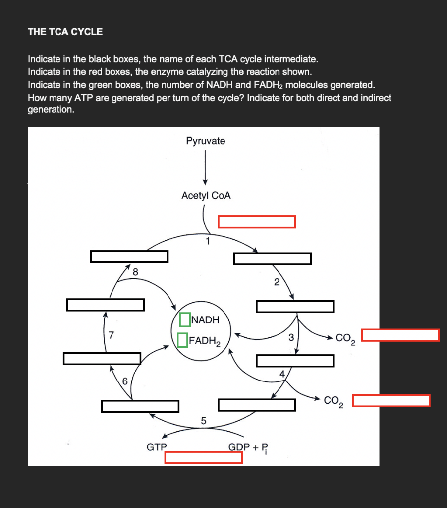 Solved THE TCA CYCLE Indicate in the black boxes, the name | Chegg.com