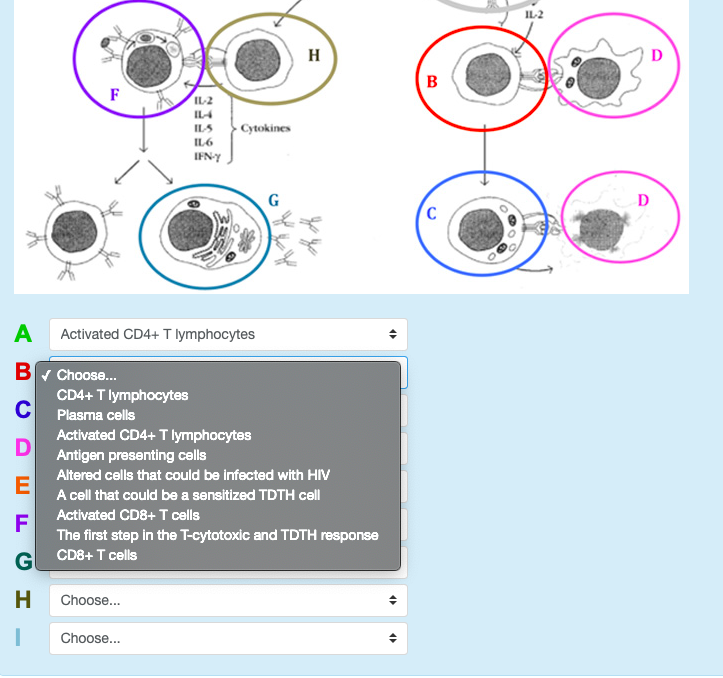 Solved Use the diagram below to match the cells /processes | Chegg.com