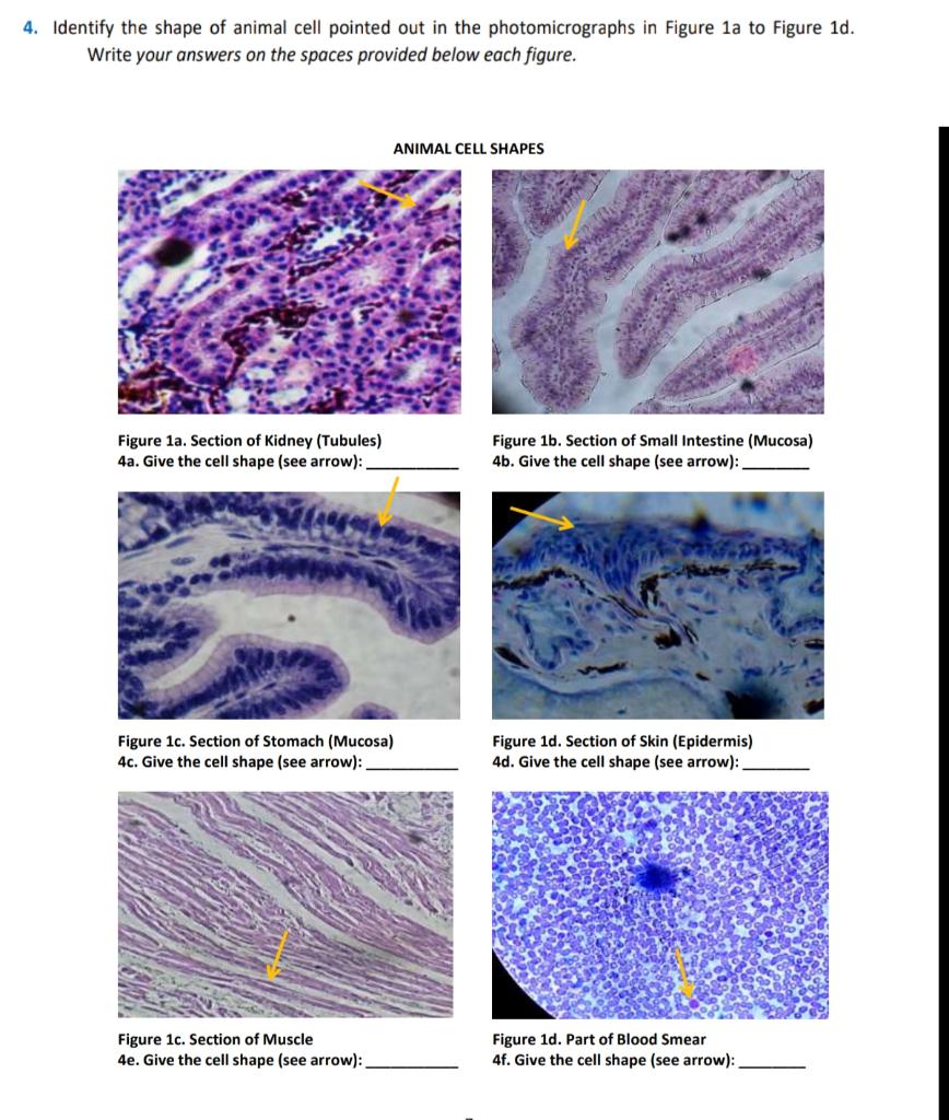 Solved 4. Identify the shape of animal cell pointed out in | Chegg.com