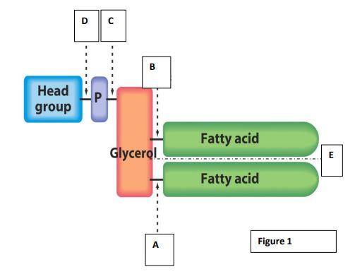 Solved Biochemistry : Label all the components in the | Chegg.com
