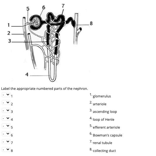 Solved Label the appropriate numbered parts of the nephron. | Chegg.com