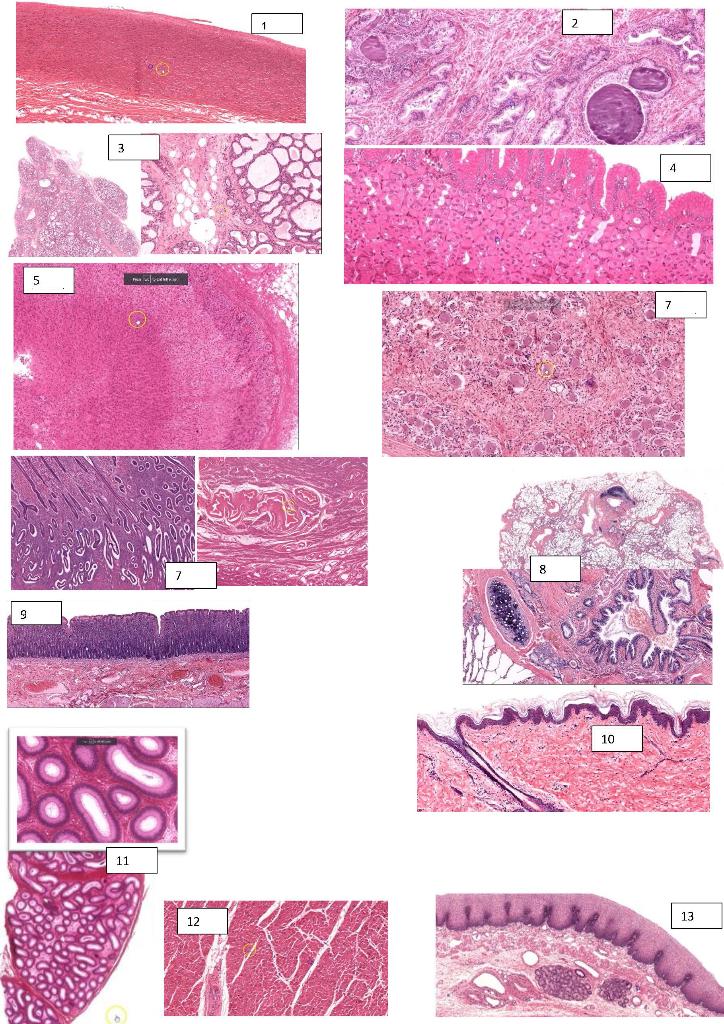 Identify the tissue in the sections below and name | Chegg.com