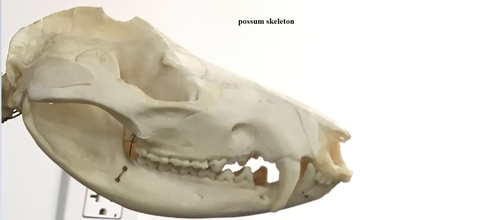 possum skeleton possum skeleton | Chegg.com