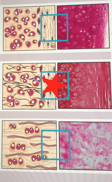 Solved Identify which of the following tissues has type 1 | Chegg.com
