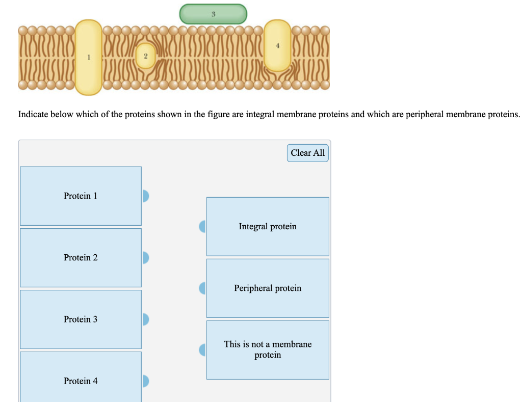 Peripheral Proteins