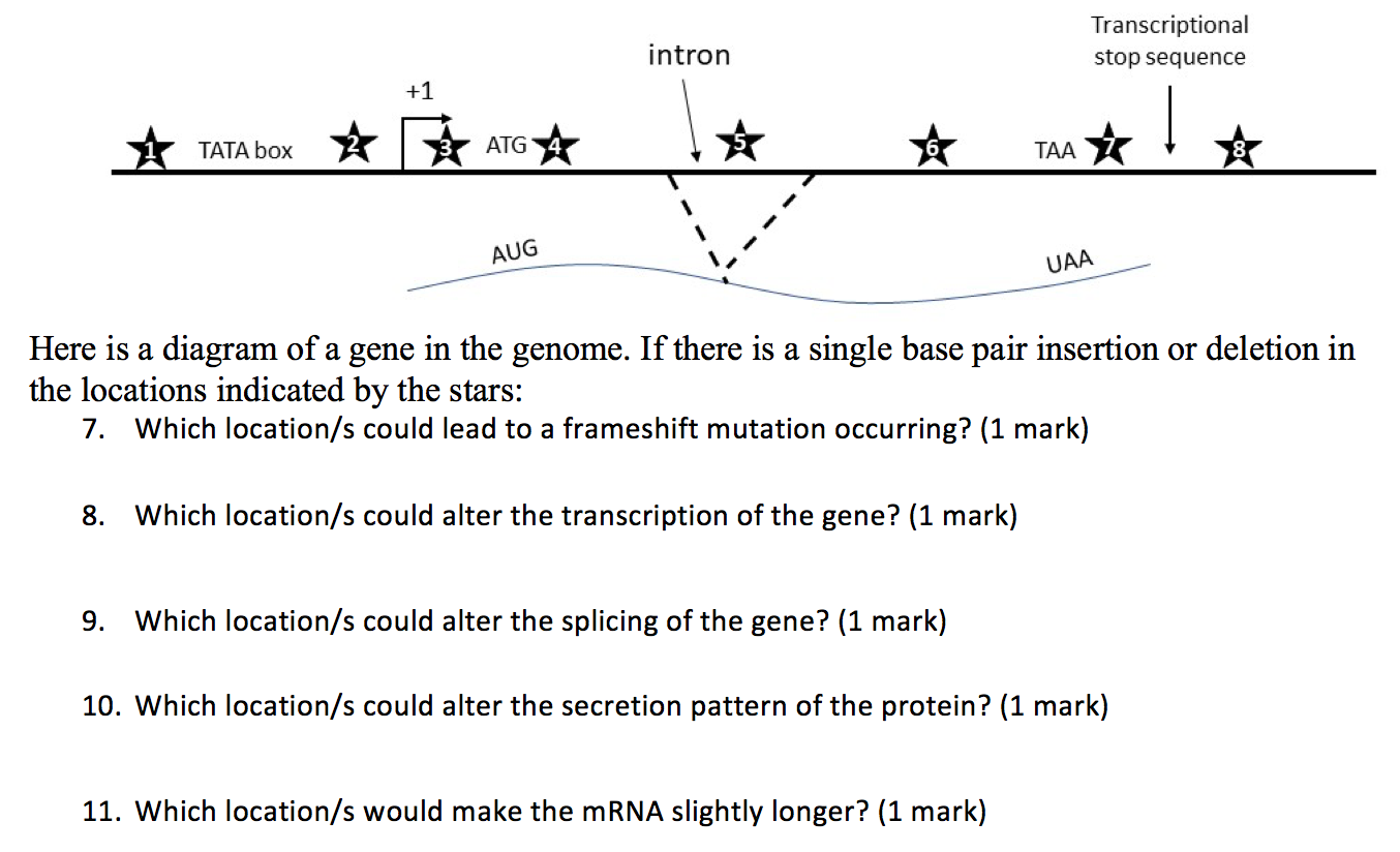 Solved intron Transcriptional stop sequence +1 ! TATA box | Chegg.com