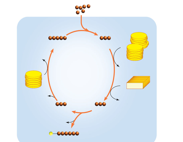 Solved *pay particular attention to: PGA, PGAL, rubisco, | Chegg.com