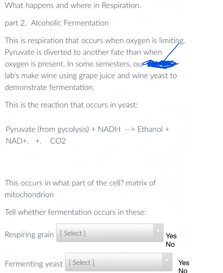 Solved part 2. Alcoholic Fermentation This is respiration | Chegg.com
