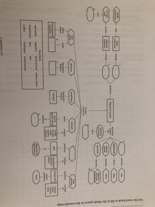 Solved gallbladder)-stores lk accessory Gl tract into Gl | Chegg.com