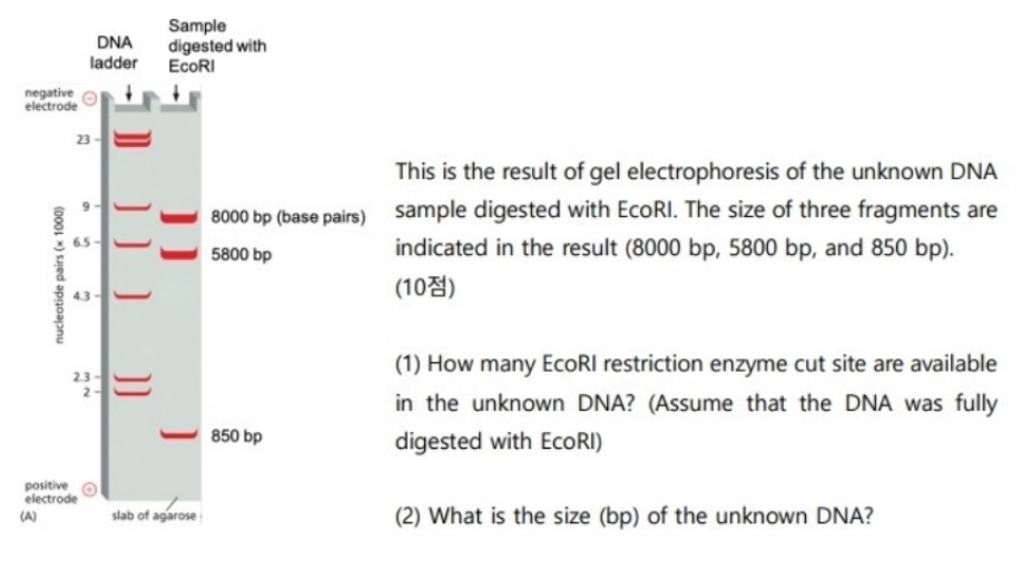 Solved Sample digested with EcoRI DNA ladder negative | Chegg.com