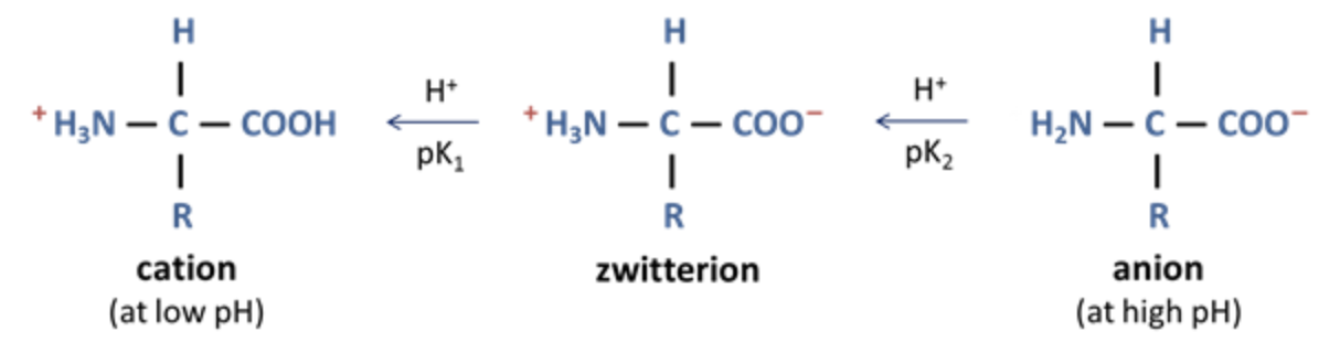 Solved Draw the ionic form of histidine in the same | Chegg.com