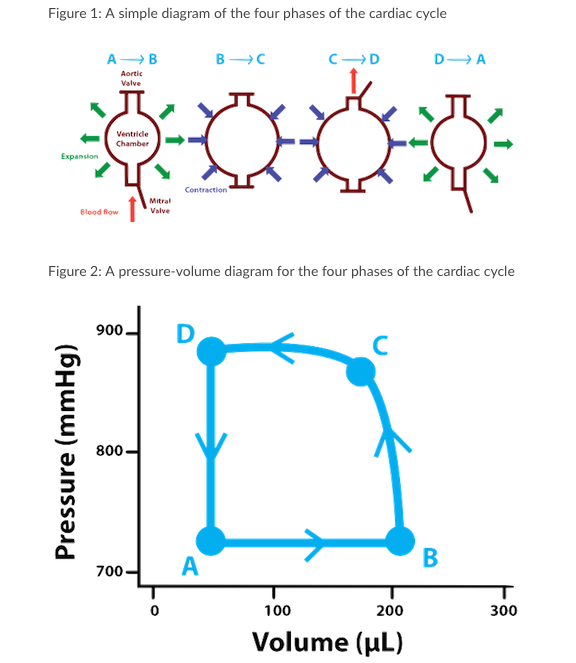 Solved The mechanism by which the heart reliably pumps blood | Chegg.com