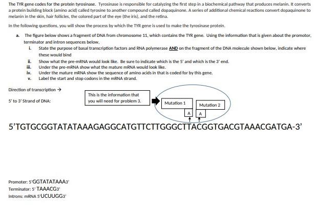 Solved The TYR gene codes for the protein tyrosinase. | Chegg.com