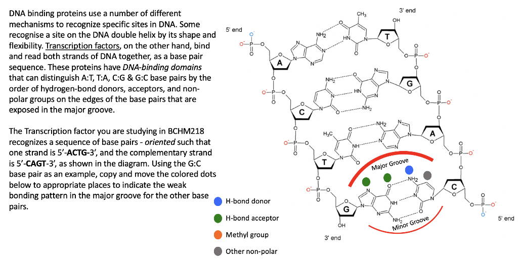 Solved 5 end DNA binding proteins use a number of different | Chegg.com