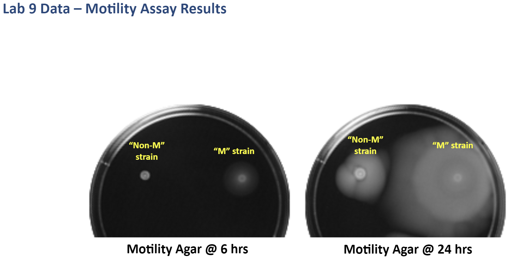 Solved Lab 9 Data – Motility Assay Results “Non-M” strain | Chegg.com