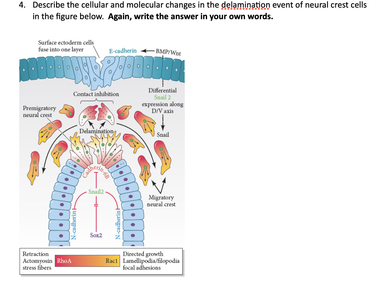 Solved Describe the cellular and molecular changes in the | Chegg.com