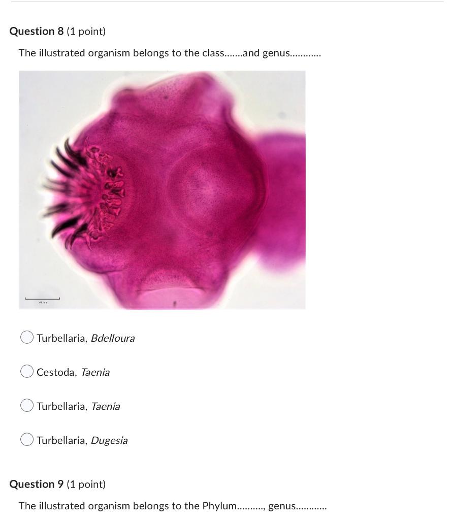 Solved Question 8 (1 point) The illustrated organism belongs | Chegg.com