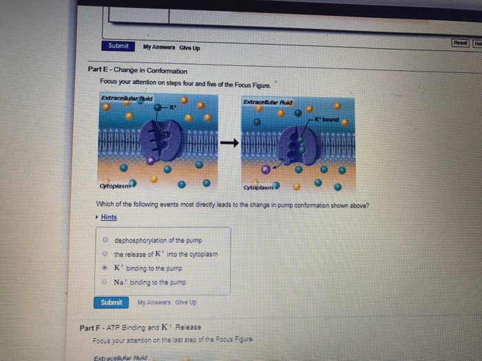 Solved Focus your attention on steps four and five of the | Chegg.com