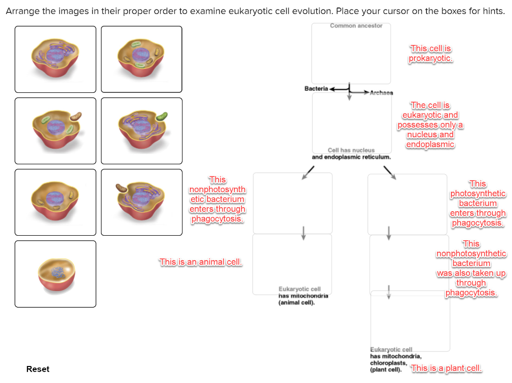 Solved Arrange the images in their proper order to examine | Chegg.com