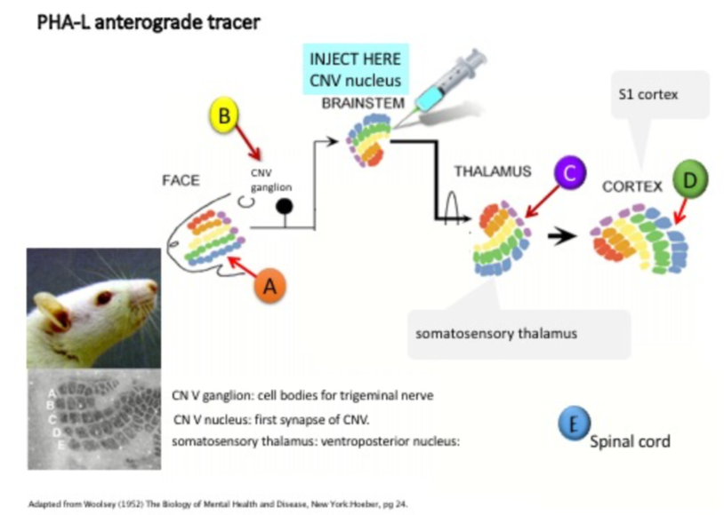 Solved 1. RETROGRADE tracer experiment: rat whisker barrel | Chegg.com