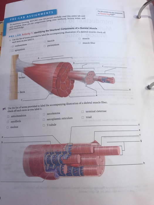 Solved PRE-LAB ASSIGNMENTS learning, REFORE your lab period | Chegg.com Solved PRE-LAB ASSIGNMENTS learning, REFORE your lab period | Chegg.com