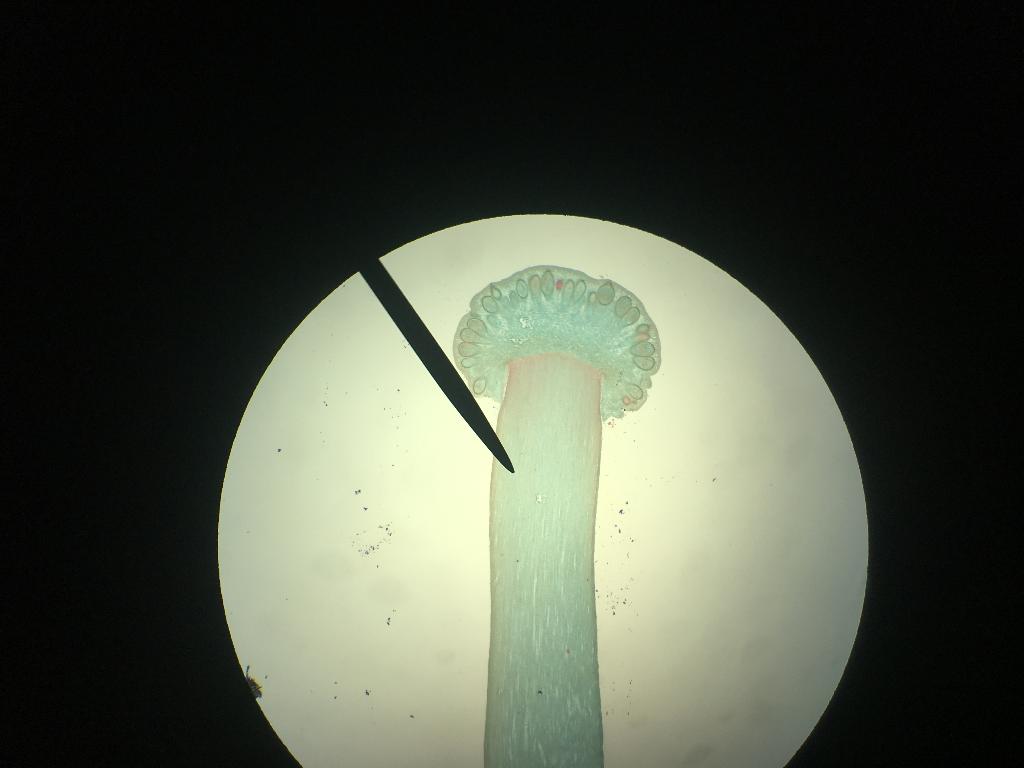 Solved Paramecium Ulothrix Claviceps purpurea | Chegg.com