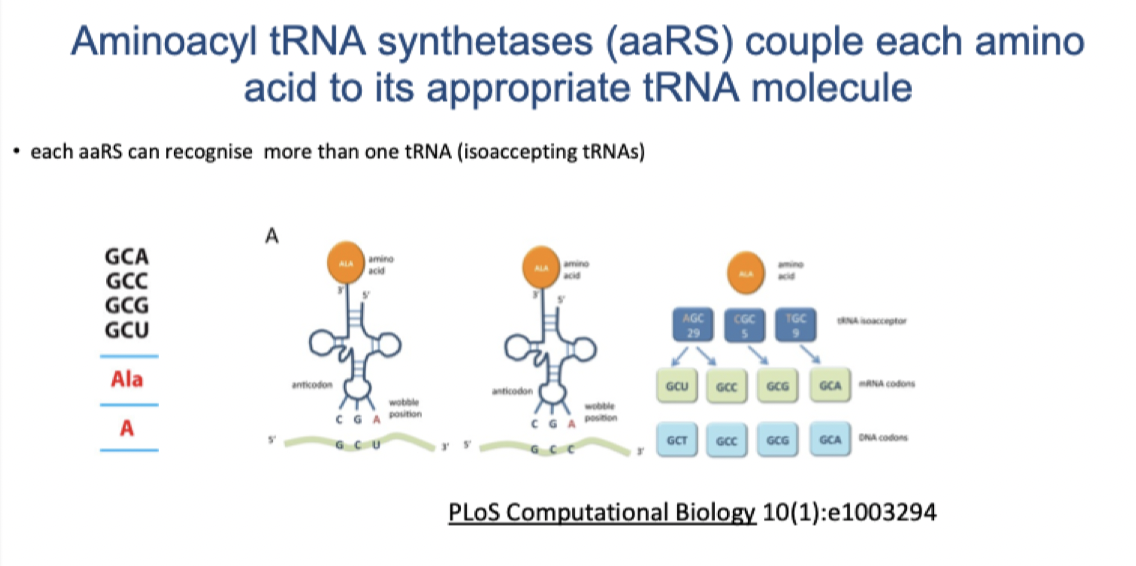 Solved what is an isoaccepting tRNA?what's the relation | Chegg.com