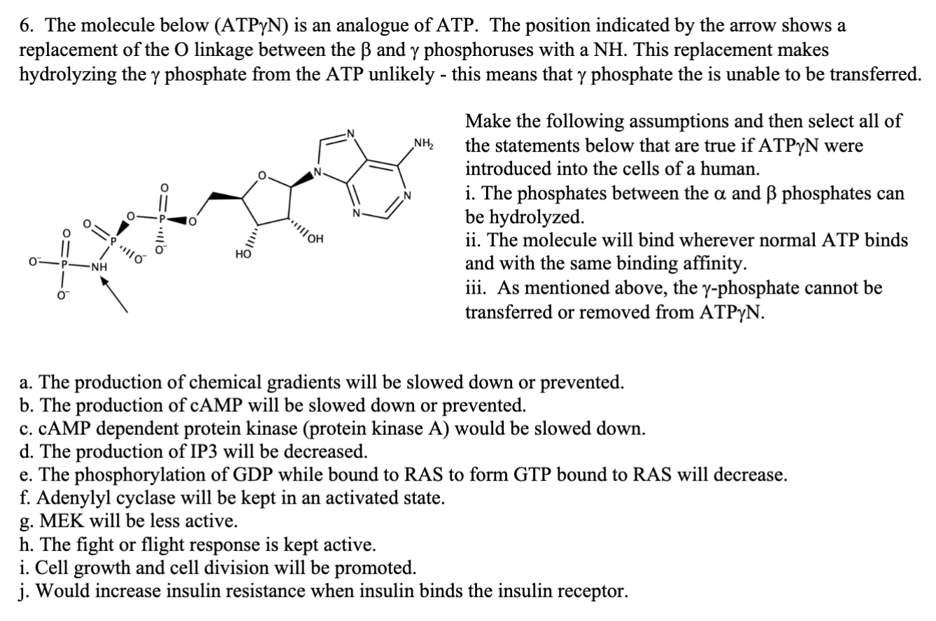 Solved 6. The molecule below (ATP γN ) is an analogue of | Chegg.com