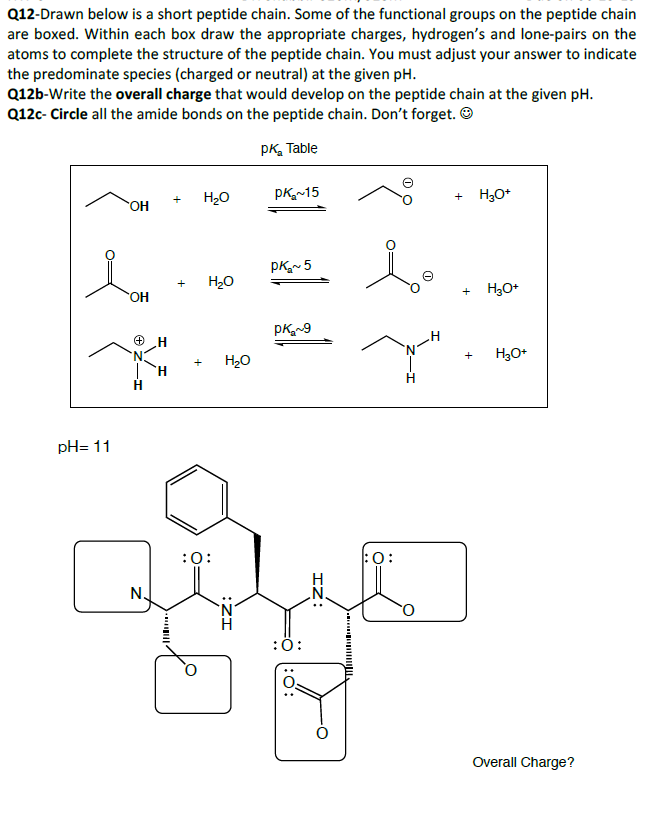 Solved Q12-Drawn below is a short peptide chain. Some of the | Chegg.com