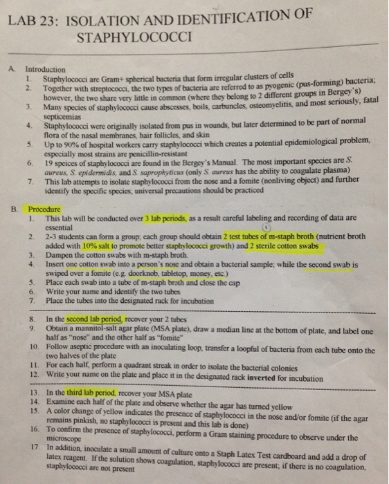 Solved LAB 23: ISOLATION AND IDENTIFICATION OF STAPHYLOCOCCI | Chegg.com