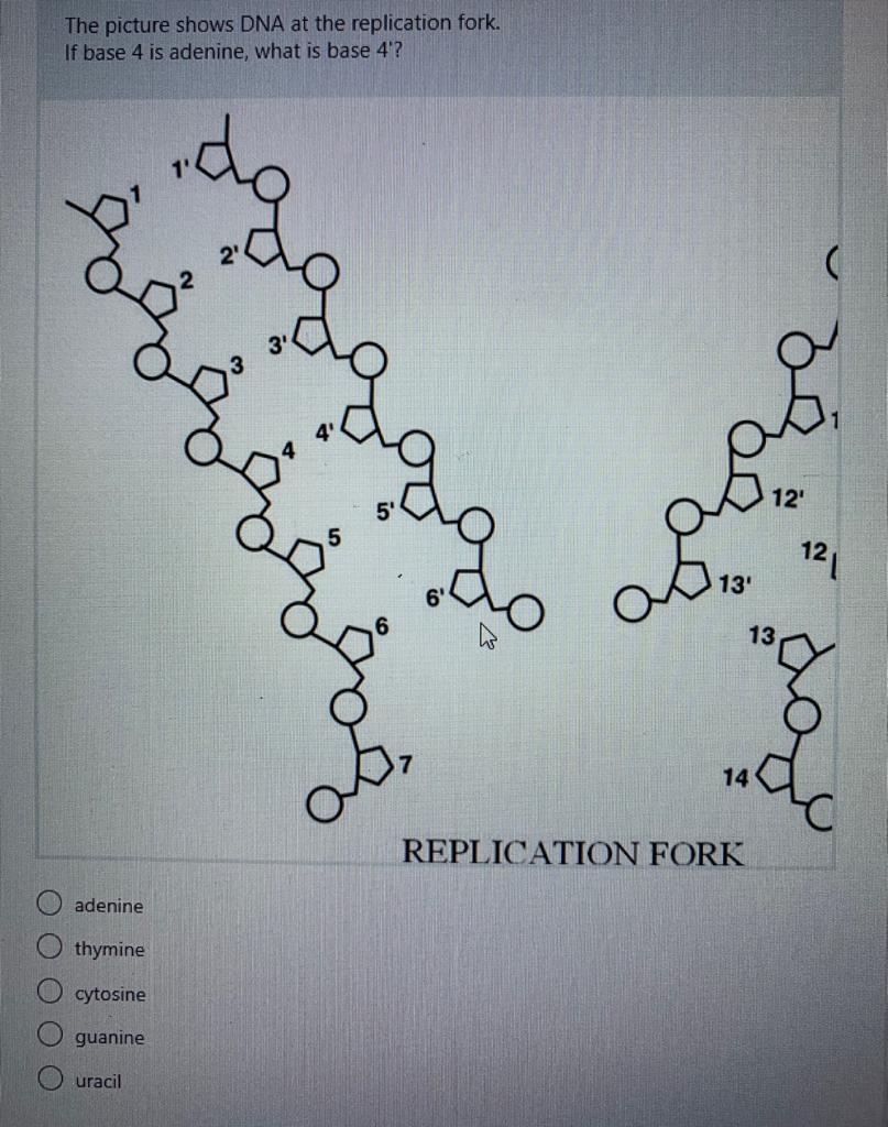 Solved The Picture Shows DNA At The Replication Fork If Chegg