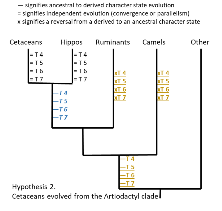 Solved – signifies ancestral to derived character state | Chegg.com