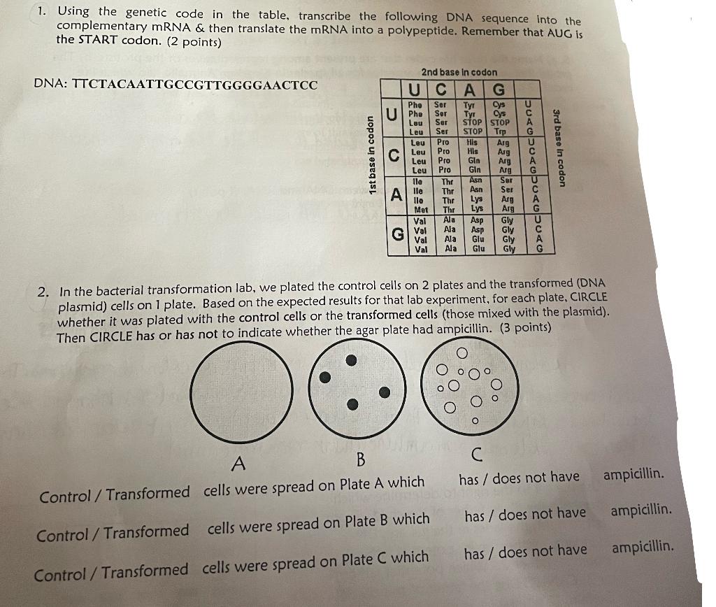 Solved 1. Using the genetic code in the table, transcribe | Chegg.com
