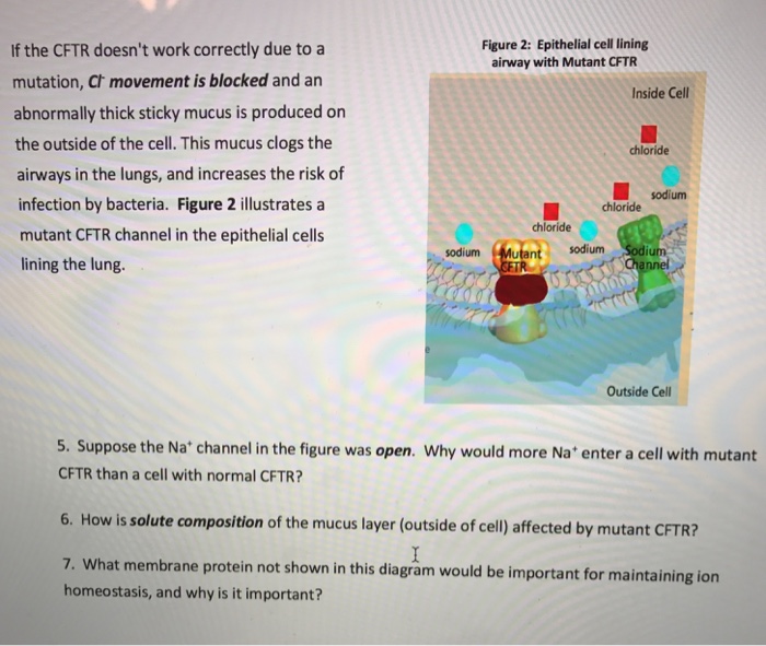 Solved If the CFTR doesn't work correctly due to a mutation, | Chegg.com