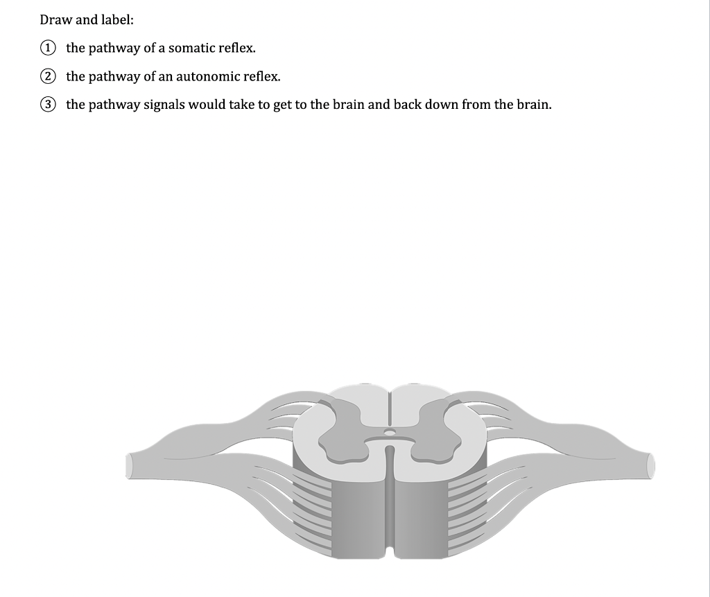 Solved Complete the activity (Spinal Cord Signal Flow | Chegg.com