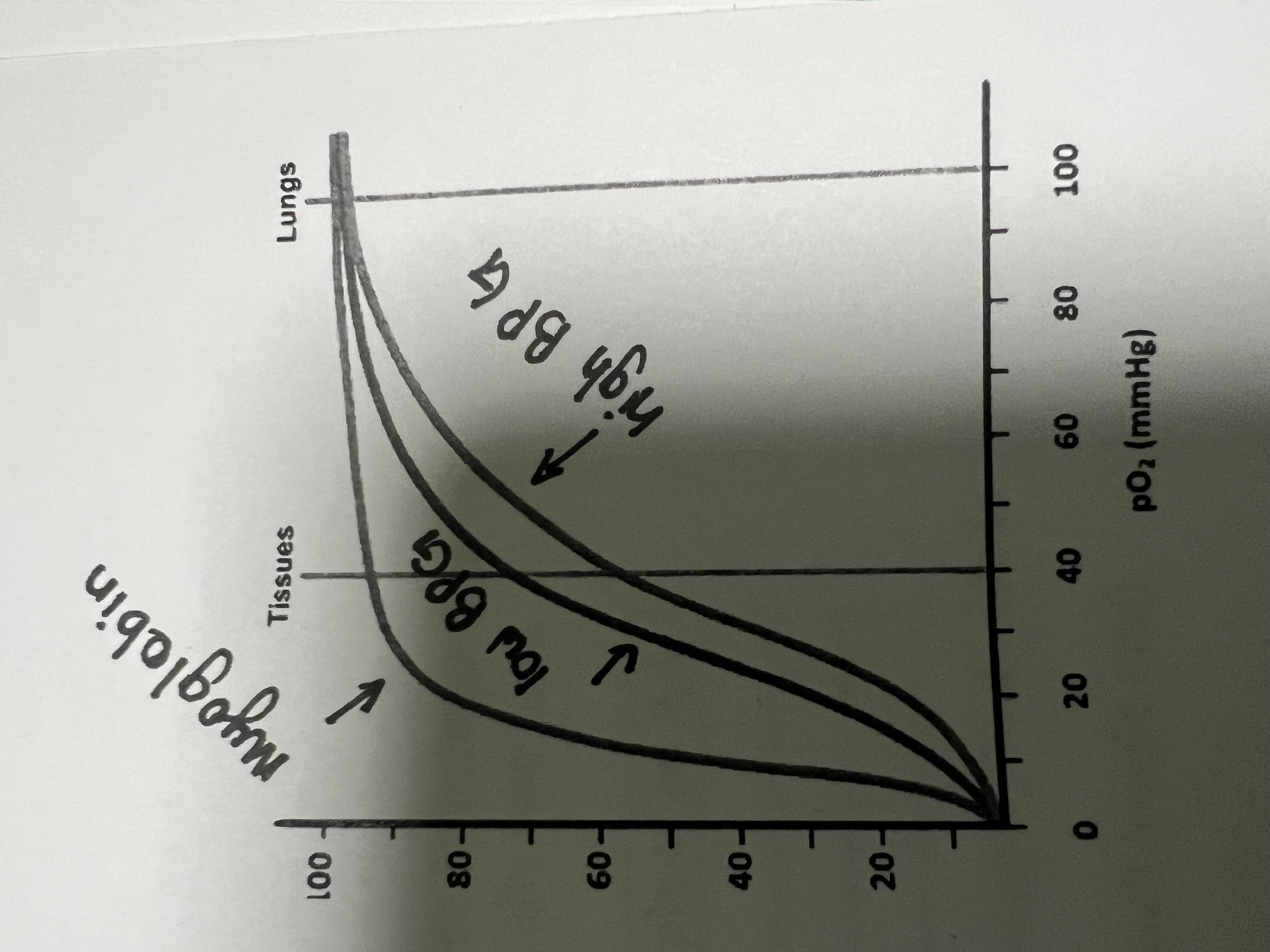 Solved O2 binding to Fe2+ in one subunit of hemoglobin | Chegg.com