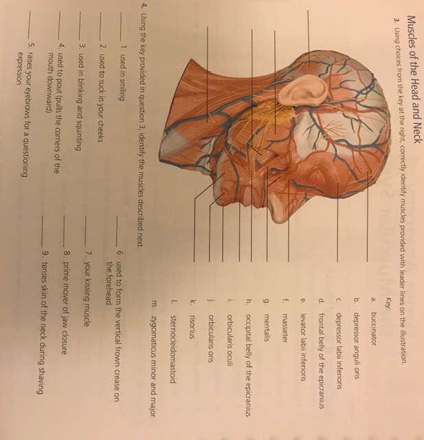 Solved Muscles of the Head and Neck choices from the key at | Chegg.com
