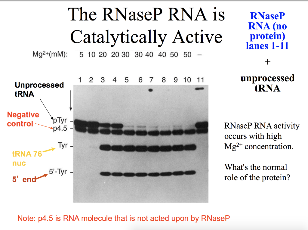 Solved A student performed an experiment to study RNaseP | Chegg.com