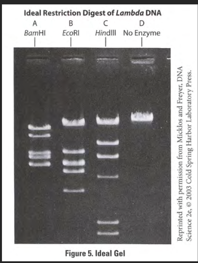 Ideal Restriction Digest of Lambda DNA A B с D BamHI | Chegg.com