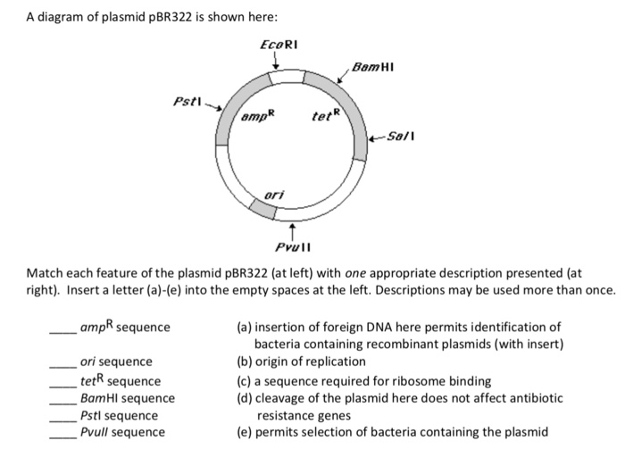 Solved A diagram of plasmid pBR322 is shown here: EcoRI | Chegg.com