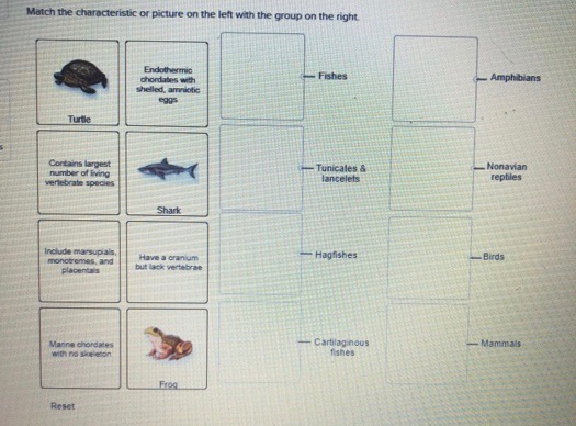 Solved Match the characteristic or picture on the left with | Chegg.com