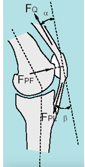 Solved 28. Three main forces that act on the patella, and | Chegg.com