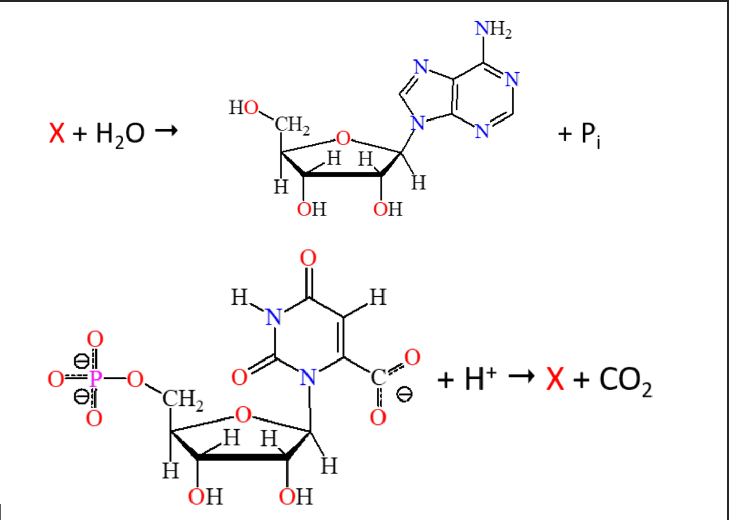 Solved NH, HO Х+ H,0 - “CH, + Р. Hн H H ОН ОН Н. Н Осено СО | Chegg.com