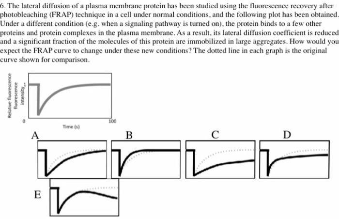 Solved 6. The lateral diffusion of a plasma membrane protein | Chegg.com