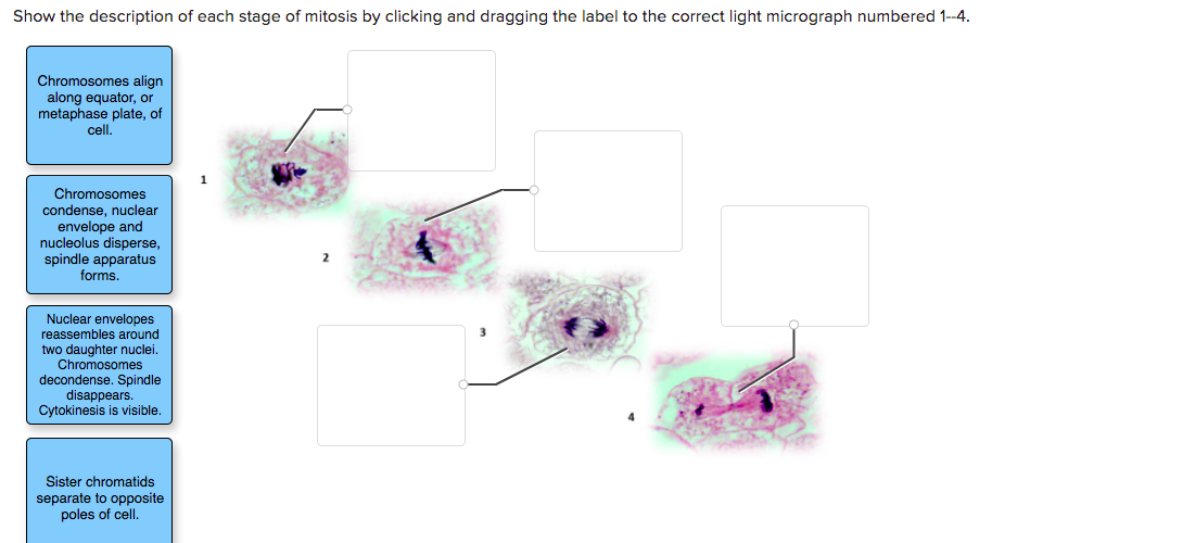 Solved Show the description of each stage of mitosis by | Chegg.com