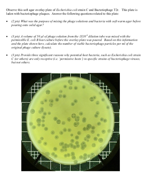 Solved Observe this soft agar overlay plate of Evcheriia | Chegg.com